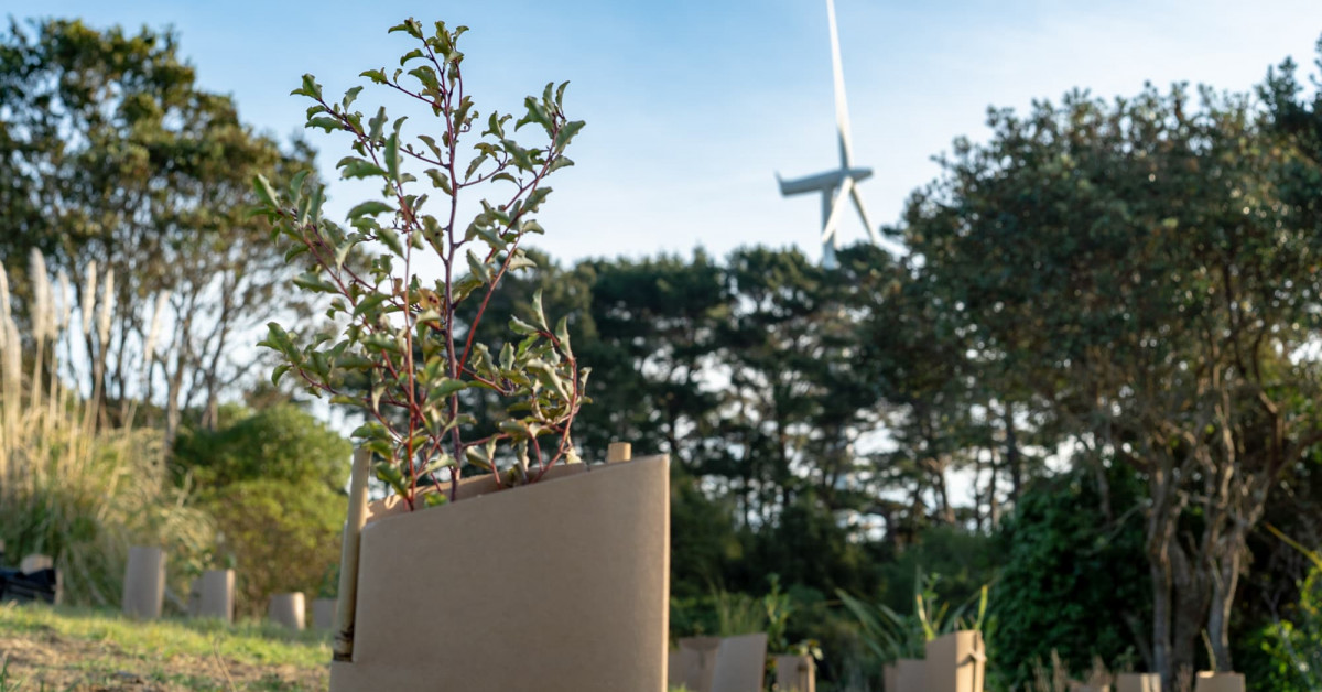 Meridian's Forever Forests is about much more than trees » Powering Change